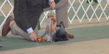 Yorkshire Terrier Breeder Of Champion Yorkies - Showing A Yorkshire Terrier