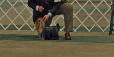 Yorkshire Terrier Breeder Of Champion Yorkies - Showing A Yorkshire Terrier