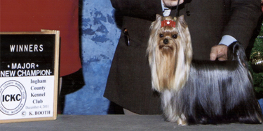 Yorkshire Terrier Breeder Of Champion Yorkies - Showing A Yorkshire Terrier