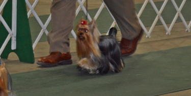 Yorkshire Terrier Breeder Of Champion Yorkies - Showing A Yorkshire Terrier