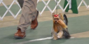 Yorkshire Terrier Breeder Of Champion Yorkies - Showing A Yorkshire Terrier