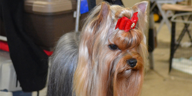 Yorkshire Terrier Breeder Of Champion Yorkies - Showing A Yorkshire Terrier