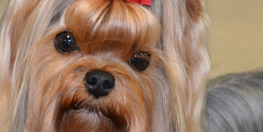 Yorkshire Terrier Breeder Of Champion Yorkies - Showing A Yorkshire Terrier