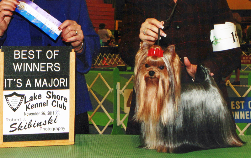 Gallery of Our AKC Yorkshire Terriers