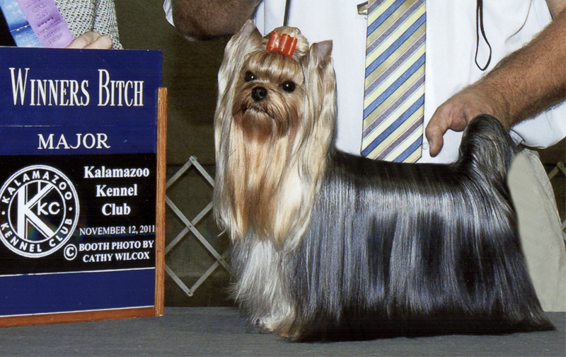 Gallery of Our AKC Yorkshire Terriers