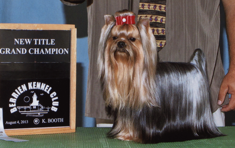 Gallery of Our AKC Yorkshire Terriers