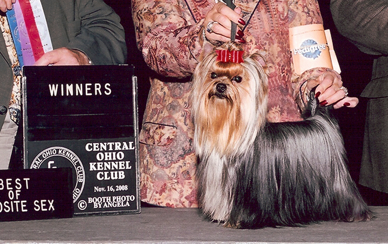 Gallery of Our AKC Yorkshire Terriers